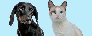 Animal Care Adoptions