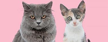 Animal Care Adoptions