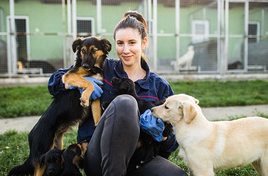 Animal Care Adoptions
